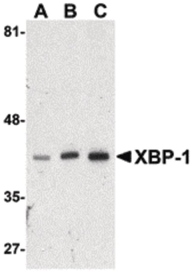 XBP1 Polyclonal Antibody, Invitrogen™ 100 μg; Unconjugated Primary ...