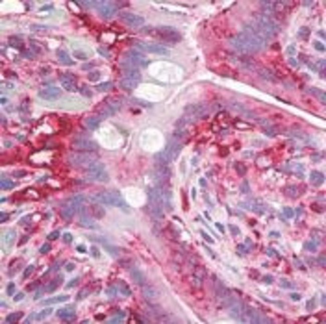 AGR2 Monoclonal Antibody (10E2), Invitrogen™ 100 μg; Unconjugated ...