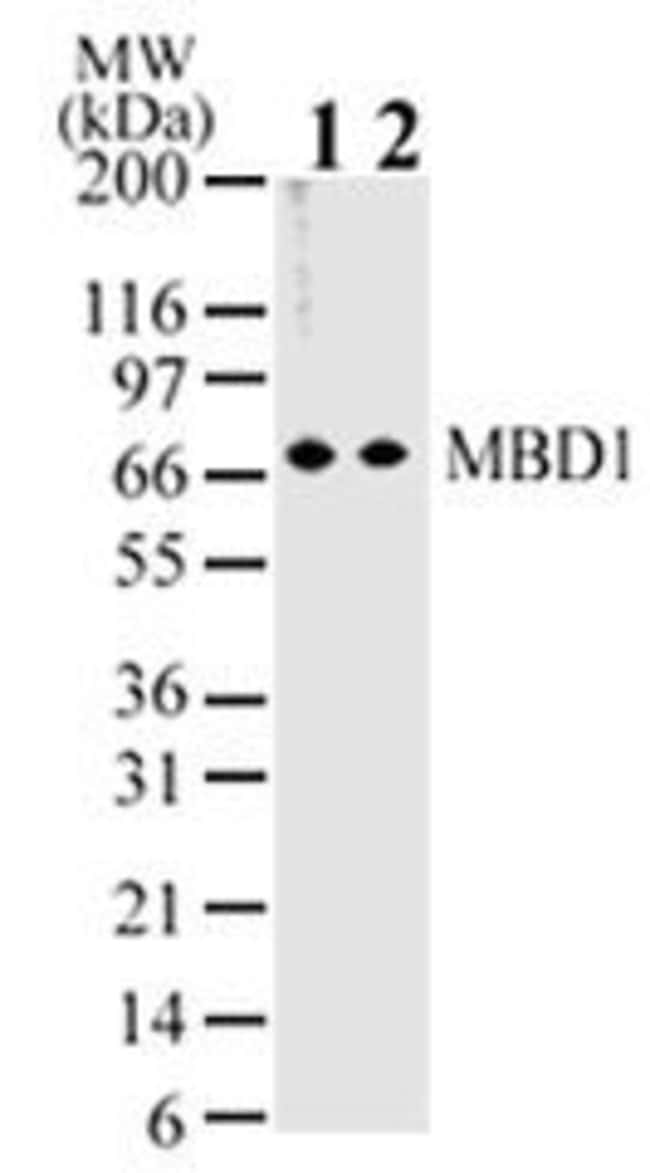 MBD1 Monoclonal Antibody (100B272.1), Invitrogen™ 100 μg; Unconjugated ...
