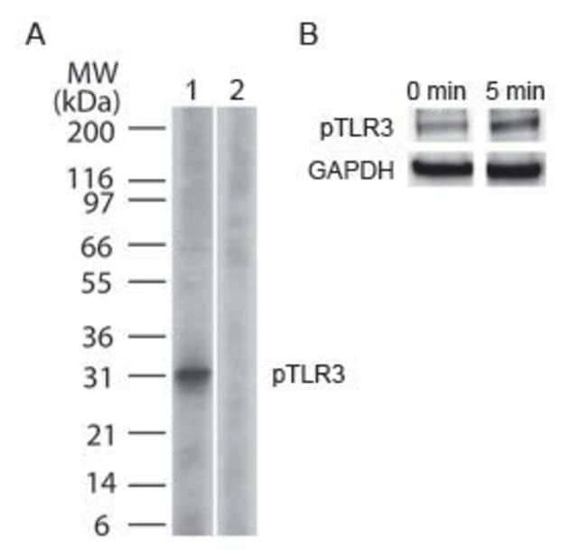 Phospho-TLR3 (Tyr759) Polyclonal Antibody, Invitrogen 20 μg; Unconjugated:Antibodies, | Fisher ...