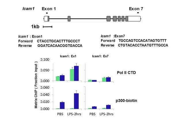 p300 Mouse anti-Human, Mouse, Biotin, Clone:, Invitrogen™ 100 μg ...