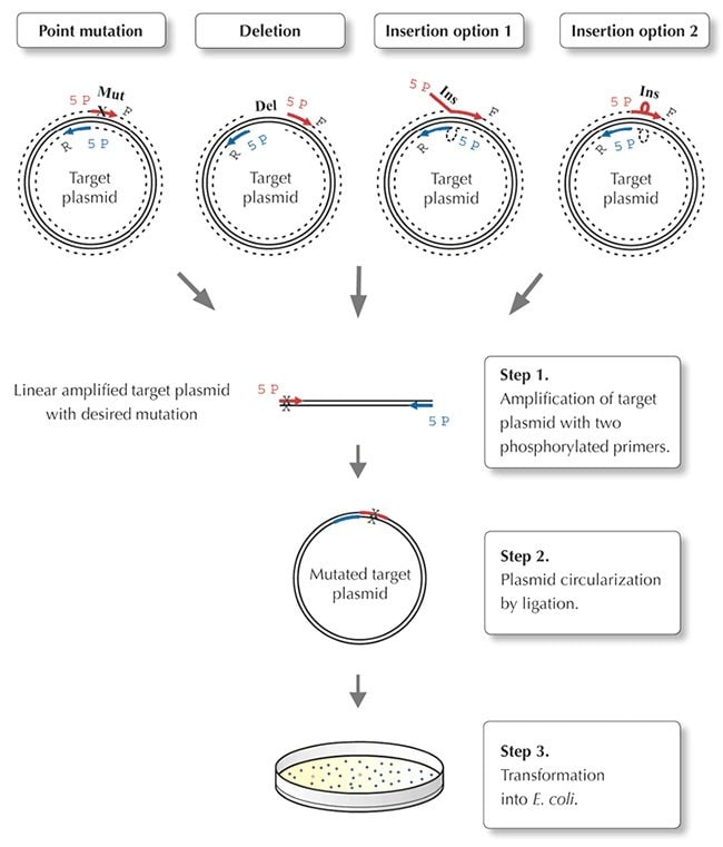 Thermo ScientificPhusion Site-Directed Mutagenesis Kit PROMO Phusion ...