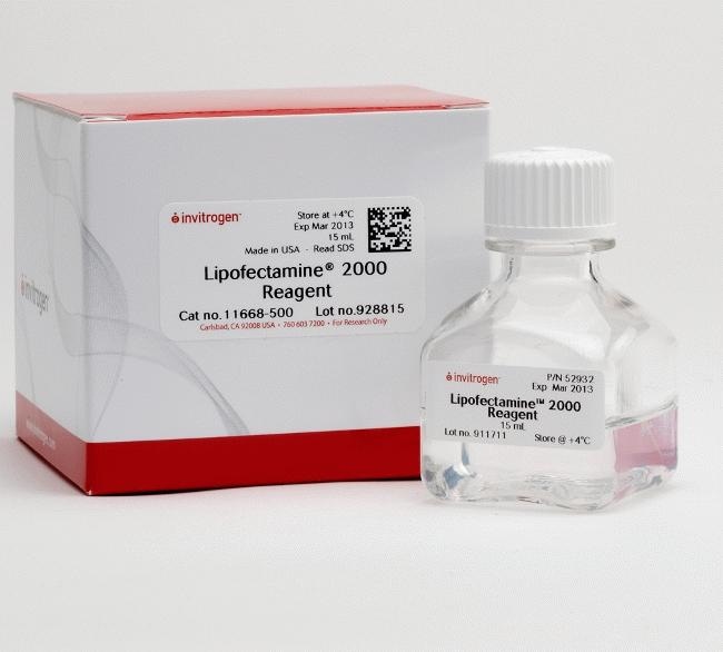Invitrogen Lipofectamine 2000 Transfection Reagent 15mL:Life Sciences | Fisher Scientific