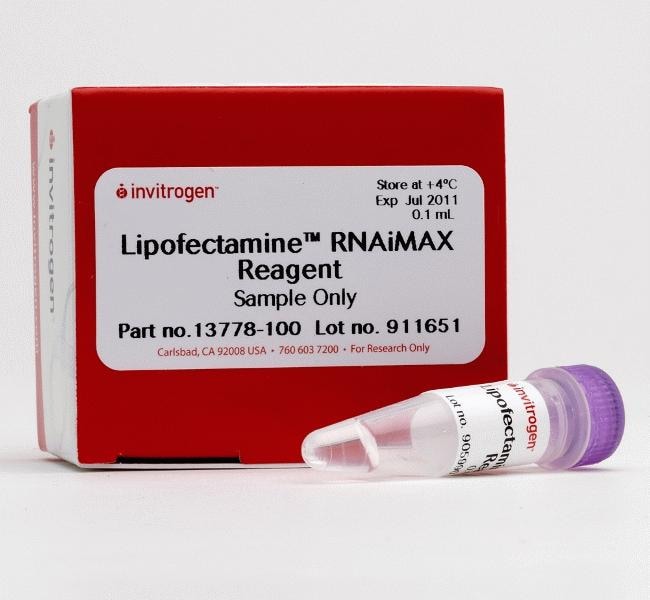 Invitrogen™ Lipofectamine™ RNAiMAX Transfection Reagent 0.1mL Products ...