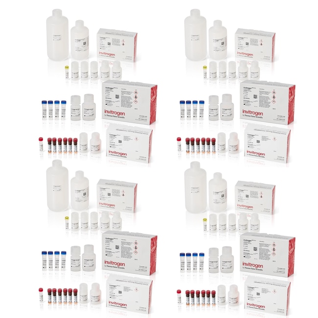 Invitrogen ViewRNA Colorimetric Tissue 2-Plex Kits 96 assays | Buy ...