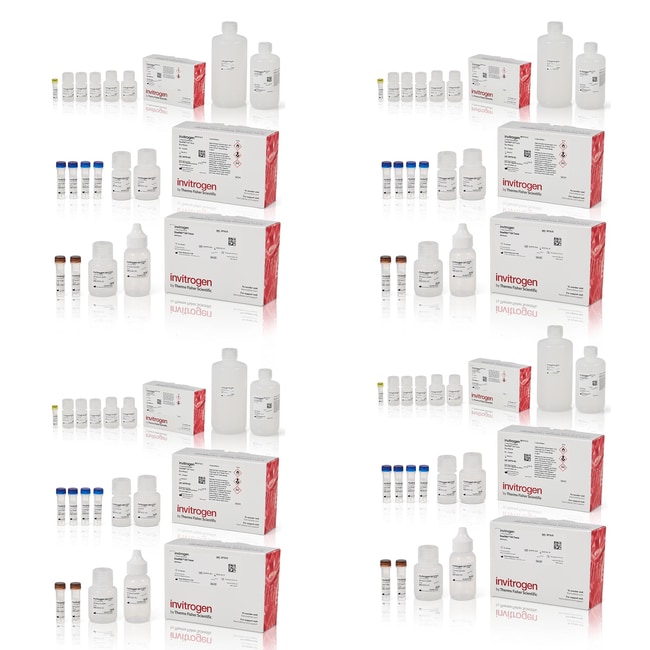 Invitrogen ViewRNA Colorimetric Tissue 2-Plex Kits 96 assays | Buy ...