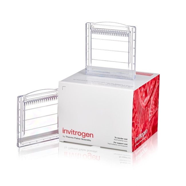 Invitrogen™ Bolt™ Bis-Tris Plus Mini Protein Gels, 12%, 1.0 mm ...