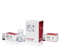 Invitrogen Dynabeads In Vitro Transcription and RNA Purification Kit 2 ...