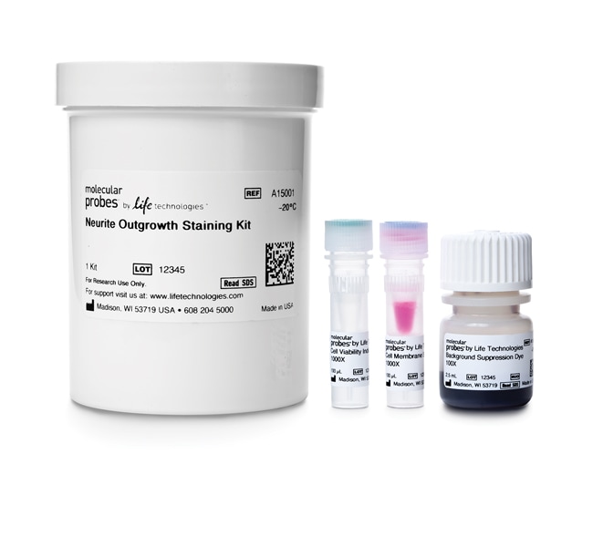 Invitrogen Neurite Outgrowth Staining Kit 1000 analyser | Buy Online ...