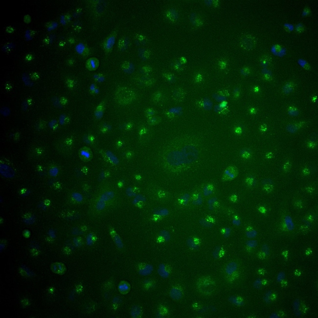 Invitrogen™ Zenon™ pHrodo™ iFL IgG Labeling Reagents | Fisher Scientific