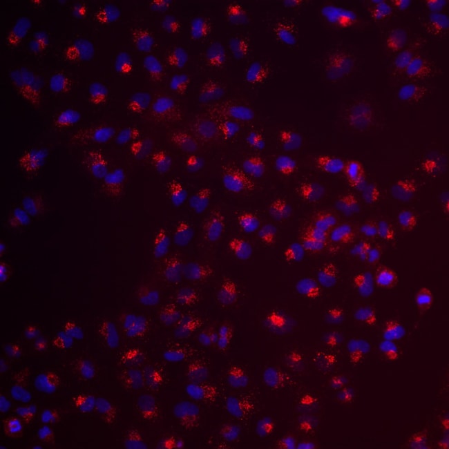 Invitrogen™ Zenon™ pHrodo™ iFL IgG Labeling Reagents 1.2 mL, Green ...