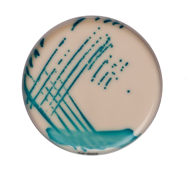 Thermo Scientific Spectra UTI Medium:Microbiological Media and Media ...