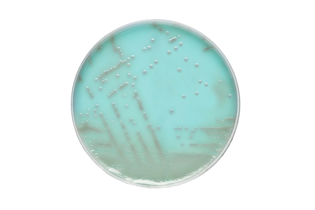 Thermo Scientific Agar Brilliance CRE:Medios y aditivos para medios ...