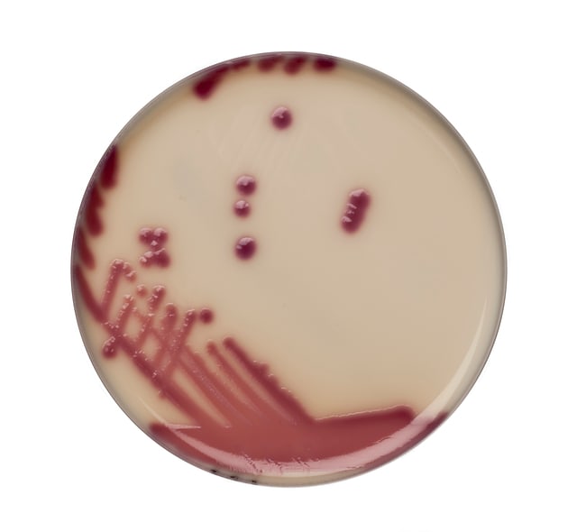 Thermo Scientific Spectra UTI Medium:Microbiological Media and Media ...