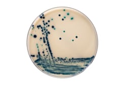 Thermo Scientific™ Brilliance™ ESBL Agar | Fisher Scientific