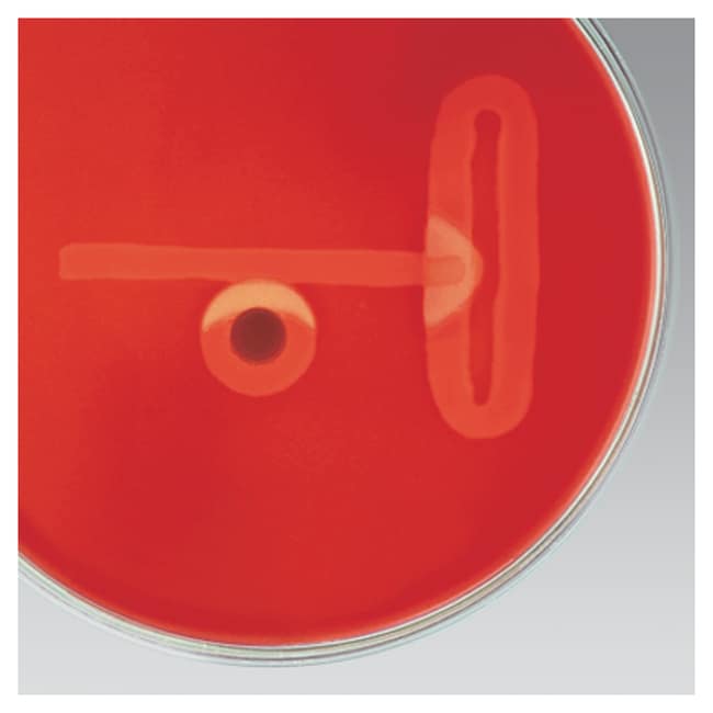 Thermo Scientific Beta Lysin Disk 25 Disks/Vial:Diagnostic Tests and ...