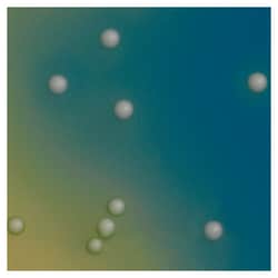 Thermo Scientific Culti-Loops Candida albicans ATCC 10231 Candida ...