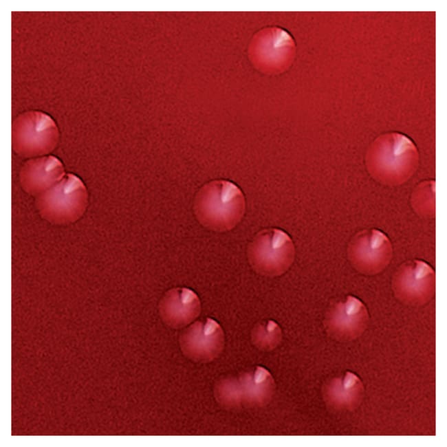 Enterococcus Faecalis Macconkey Agar