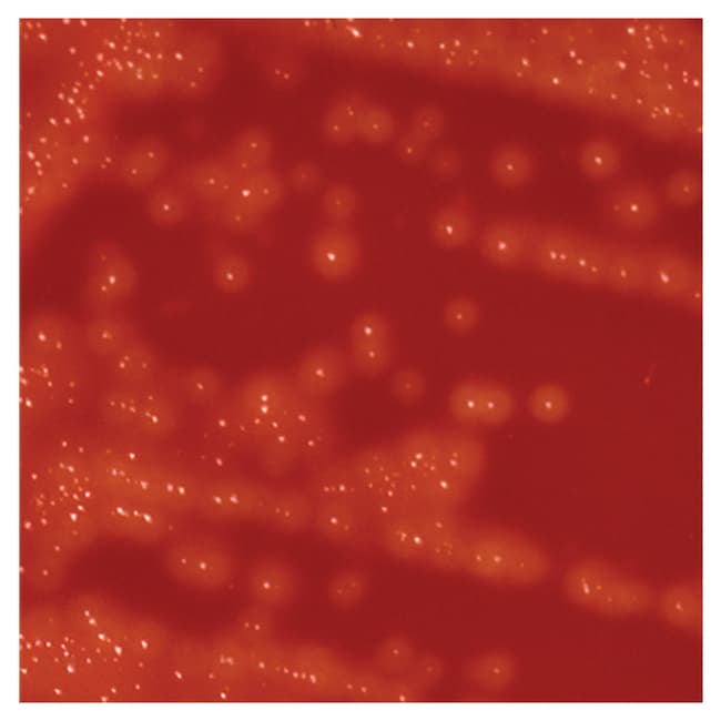 Thermo Scientific Culti-Loops Streptococcus pyogenes ATCC 19615 ...