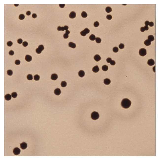 Thermo Scientific™ Culti-Loops™ Staphylococcus aureus subsp. aureus ...