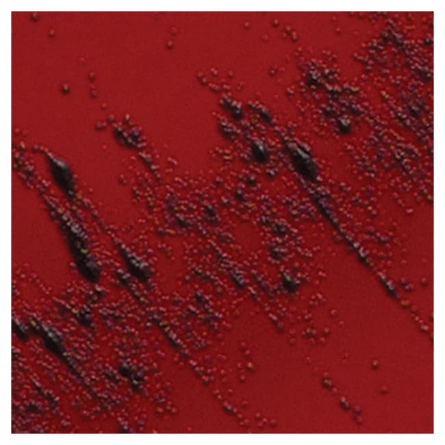 Thermo Scientific Culti-Loops Corynebacterium diphtheriae ATCC 13812 5 ...