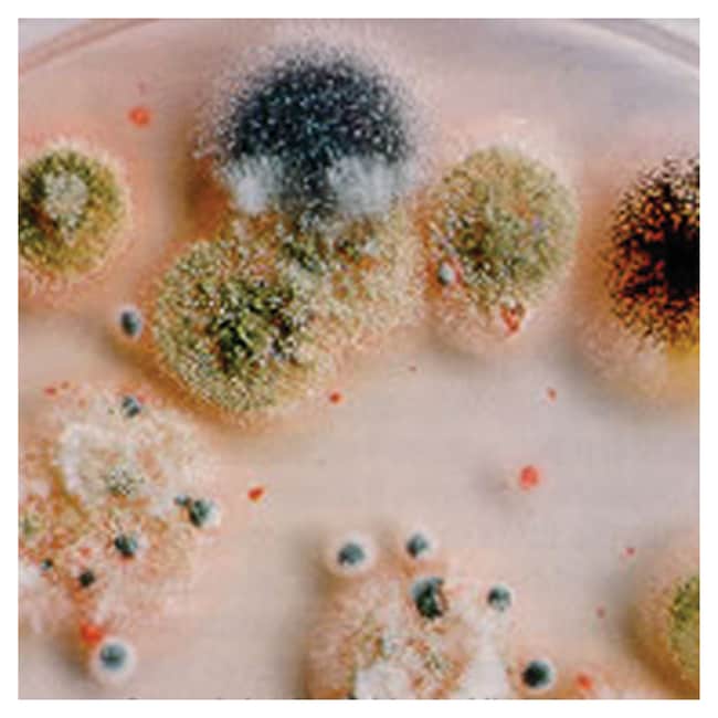 Thermo Scientific™ Dichloran Rose-Bengal Chloramphenicol (DRBC) Agar ...