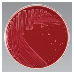 Thermo Scientific Remel Catarrhalis Selective Medium Catarrhalis ...