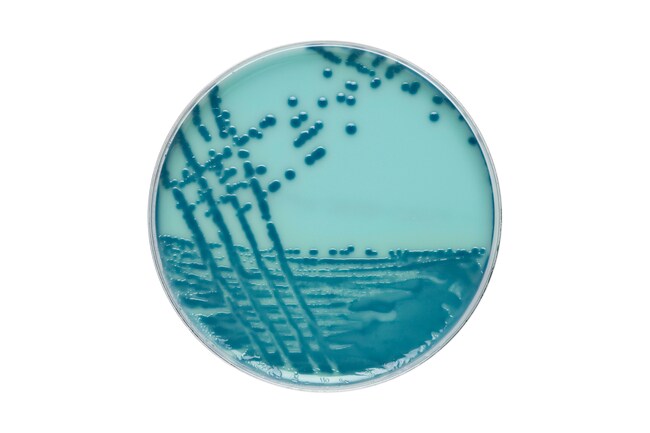 Thermo Scientific Agar Brilliance CRE Agar Brilliance CRE | Buy Online ...