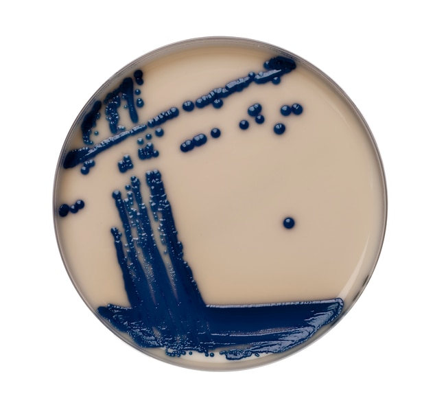 Thermo Scientific Spectra UTI Medium:Microbiological Media and Media ...