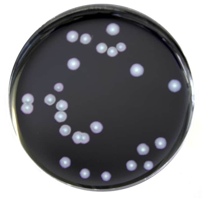 Thermo Scientific Legionella BMPA Selective Agar:Microbiological Media ...