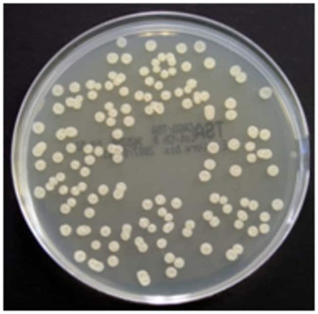 Thermo Scientific™ Tryptone Soya Agar (Casein Soya Bean Digest Agar ...