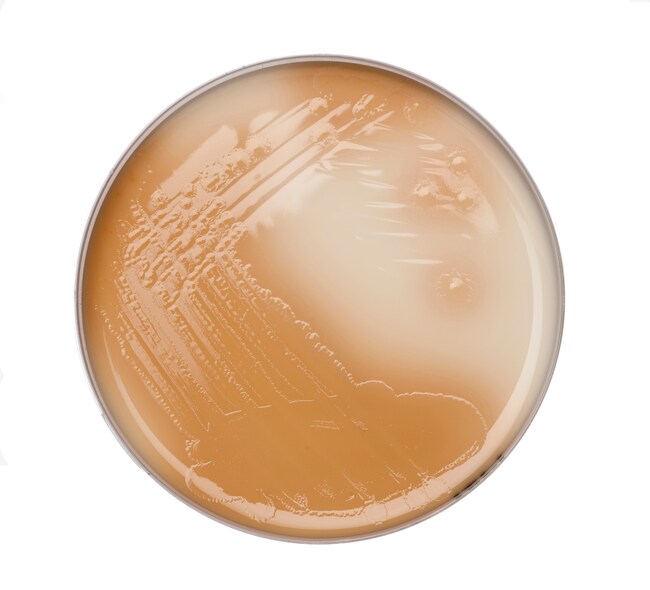 Thermo Scientific Spectra UTI Medium:Microbiological Media and Media ...