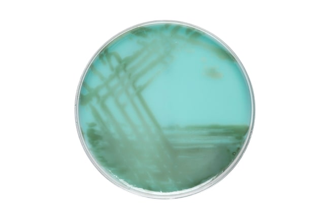 Thermo Scientific Agar Brilliance CRE Agar Brilliance CRE | Buy Online ...