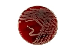 Prepared Microbiology Media | Fisher Scientific