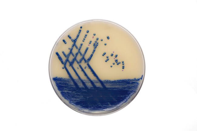 Thermo Scientific Brilliance MRSA 2 Agar:Microbiological Media and ...
